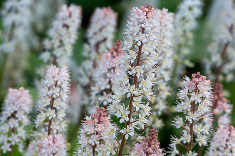 Tiarella cordifolia (Foam Flower)