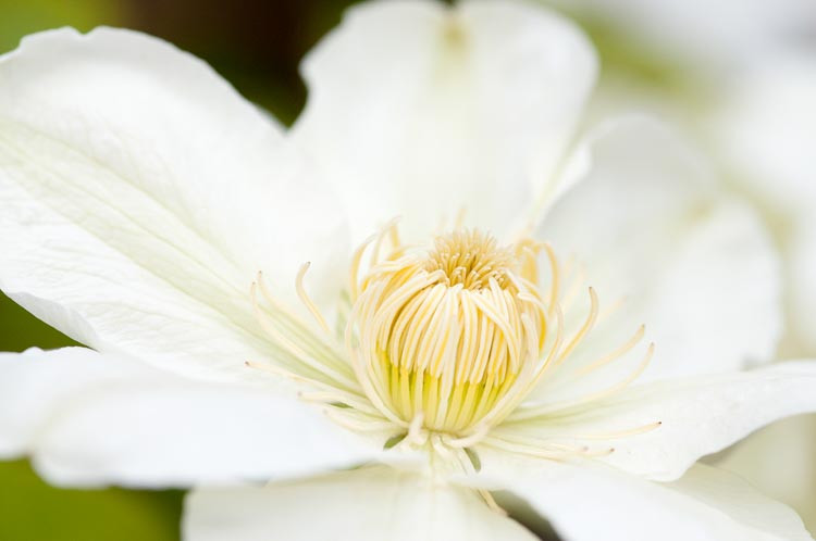 Clematis 'Guernsey Cream' (Early Large-Flowered Clematis)
