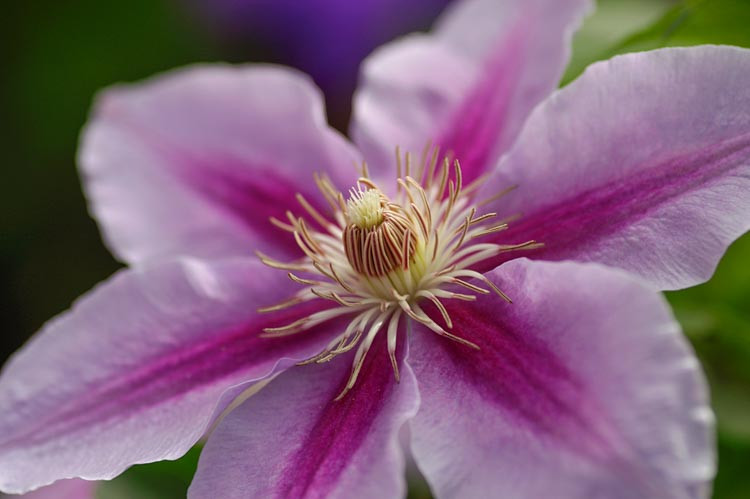 Clematis 'Bees' Jubilee' (Early Large-Flowered Clematis)