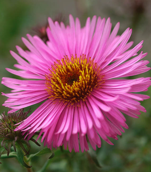 Aster novae-angliae 'Barr's Pink' (New England Asters)