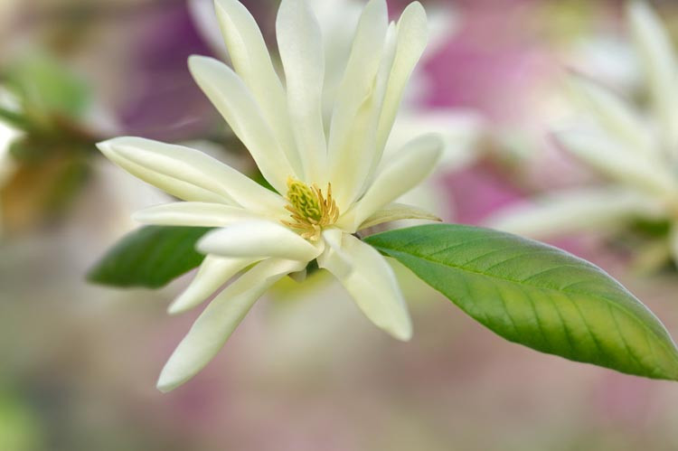 Magnolia 'Gold Star'