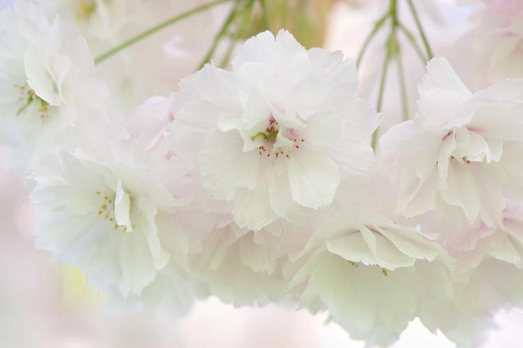 Prunus 'Shogetsu' (Japanese Flowering Cherry)