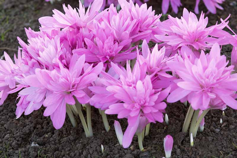 Colchicum 'Waterlily' (Meadow Saffron)