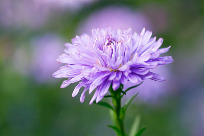 Aster novi-belgii 'Ada Ballard' (New York Asters)