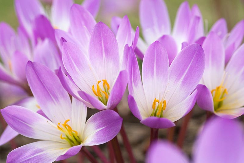 Colchicum speciosum 'Atrorubens' (Colchicum)