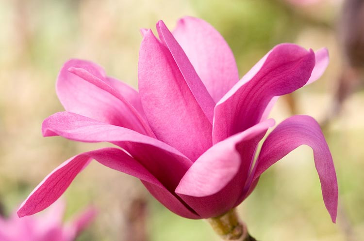 Magnolia 'Vulcan'