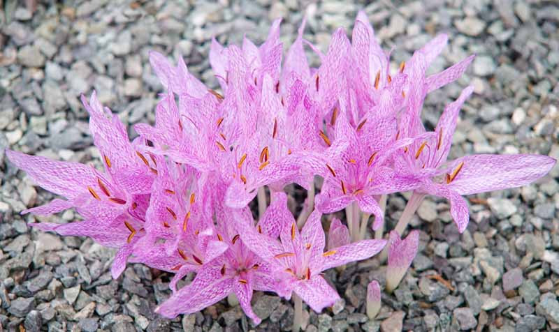 Colchicum agrippinum (Autumn Crocus)