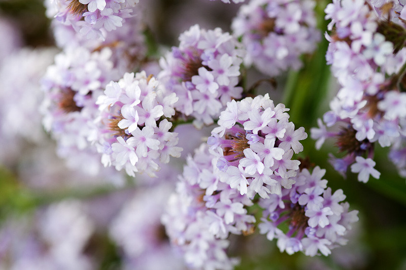 Verbena rigida f. lilacina 'Polaris' (Slender Vervain)