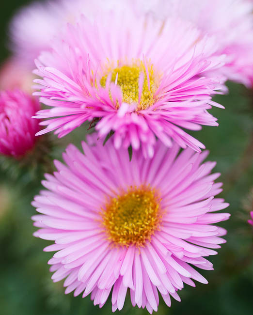 Aster novae-angliae 'Pink Victor' (New England Asters)