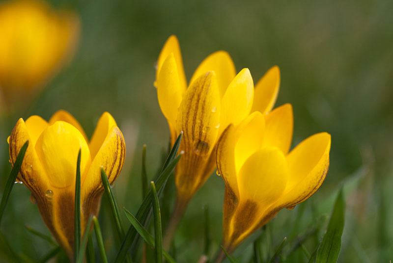 Crocus chrysanthus 'Zwanenburg Bronze' (Snow Crocus)
