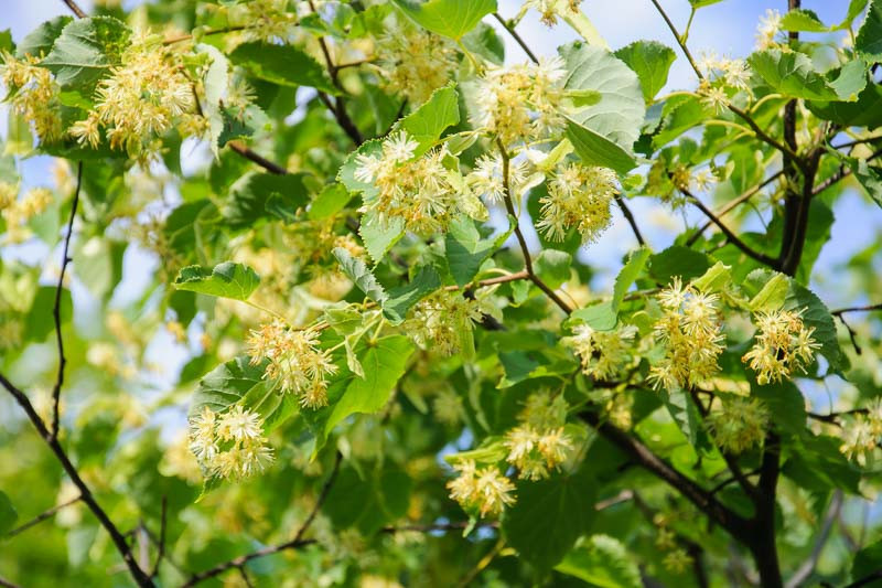 Tilia platyphyllos (Large-Leaved Linden)