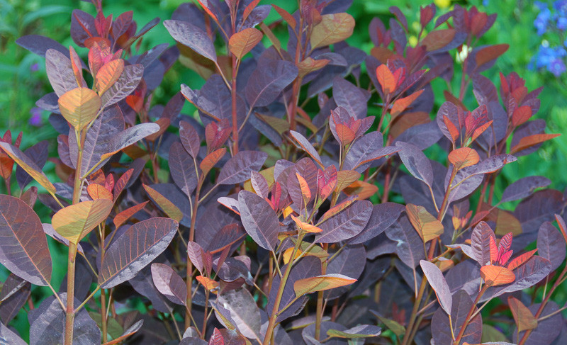 Cotinus coggygria 'Velvet Cloak' (Smokebush)