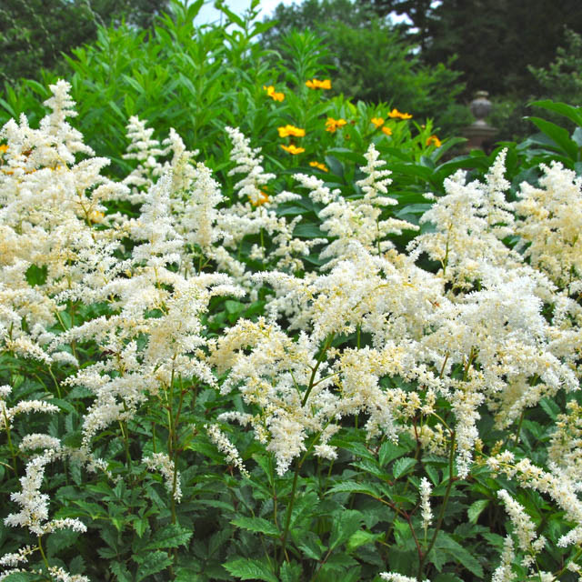 Astilbe 'Snowdrift' (Arendsii Hybrid)