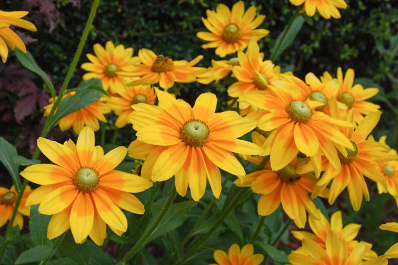 Rudbeckia hirta 'Prairie Sun' (Black-Eyed Susan)