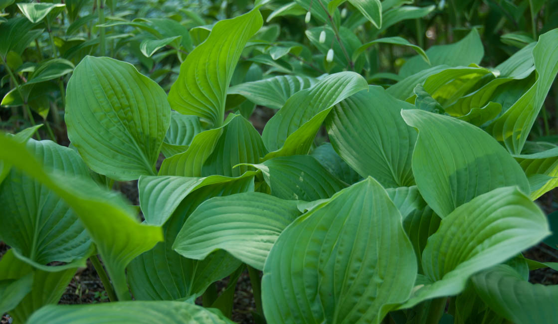Hosta 'Royal Standard' (Plantain Lily)