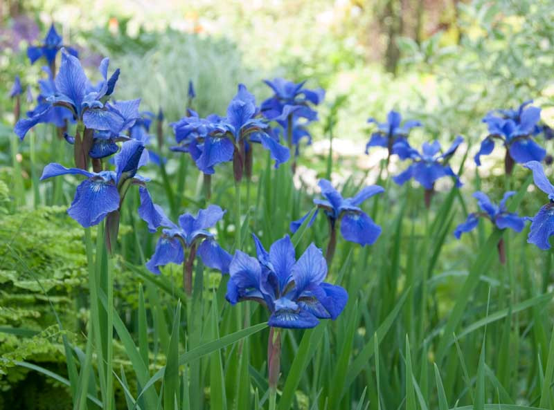 Iris sibirica 'Blue Moon' (Siberian Iris)