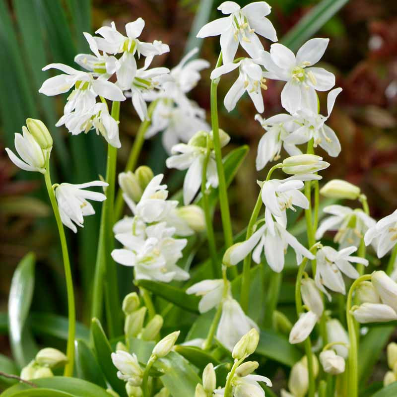 Scilla siberica 'Alba' (Siberian Squill)