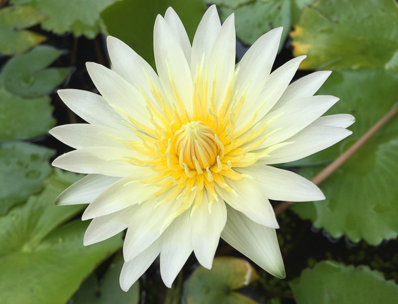 Nymphaea odorata (Fragrant Water Lily)