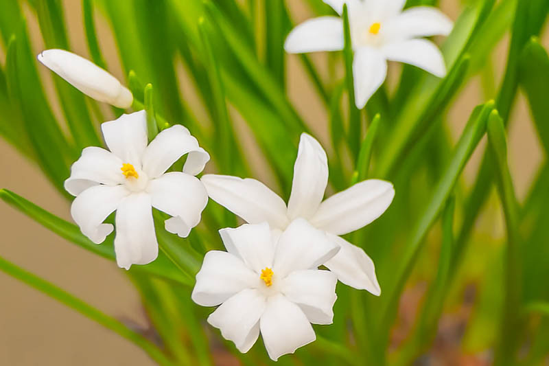 Chionodoxa luciliae 'Alba' (Glory of the Snow)