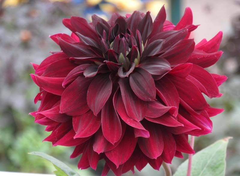 Dahlia 'Rip City'