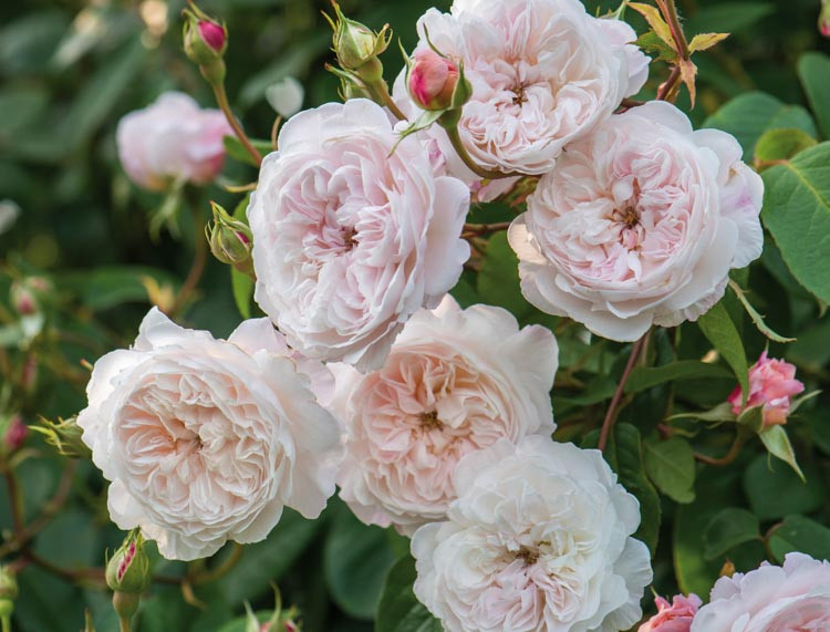 Rosa The Albrighton Rambler (Rambling Rose)