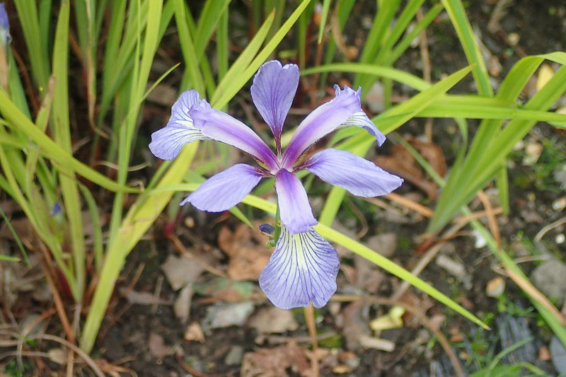 Iris prismatica (Slender Blue Iris)