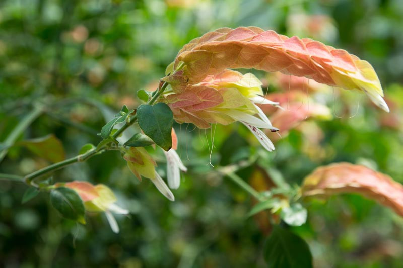 Justicia brandegeeana (Shrimp Plant)