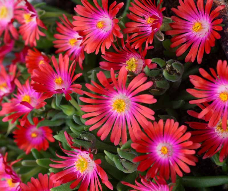 Delosperma 'Jewel of the Desert Garnet' (Ice Plant)