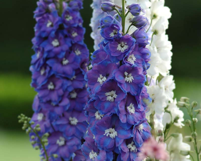 Delphinium 'Guardian Blue' (Candle Larkspur)