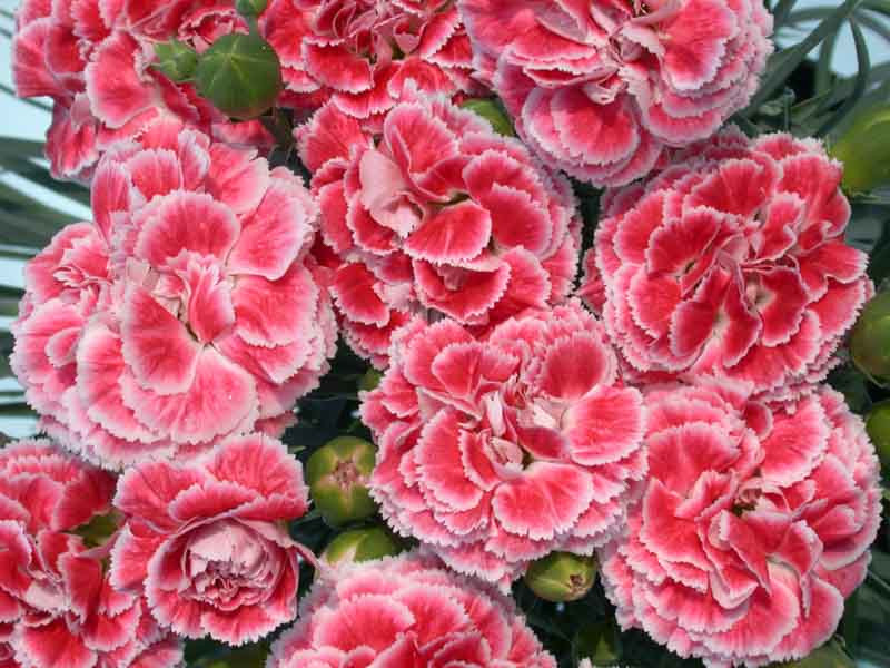 Dianthus 'Coral Reef' (Pink)