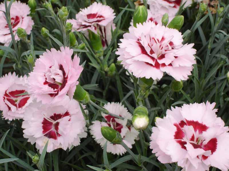 Dianthus 'Raspberry Surprise' (Pink)