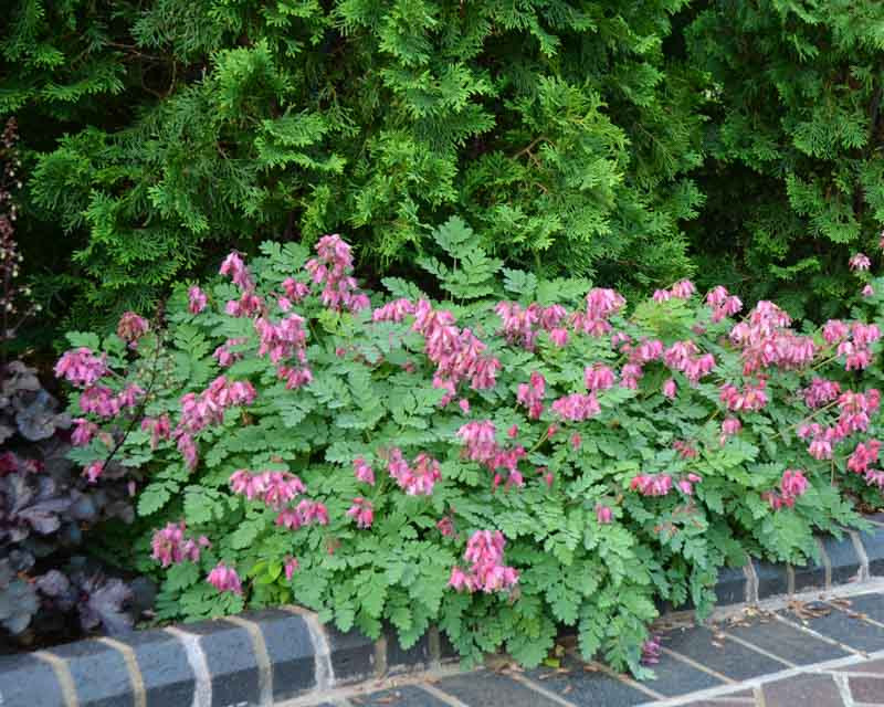 Dicentra 'Luxuriant' (Fern-Leaf Bleeding Heart)