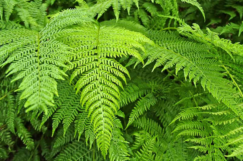 Pteridium aquilinum (Bracken Fern)