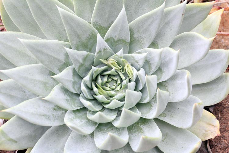 Dudleya pulverulenta (Chalk Liveforever)