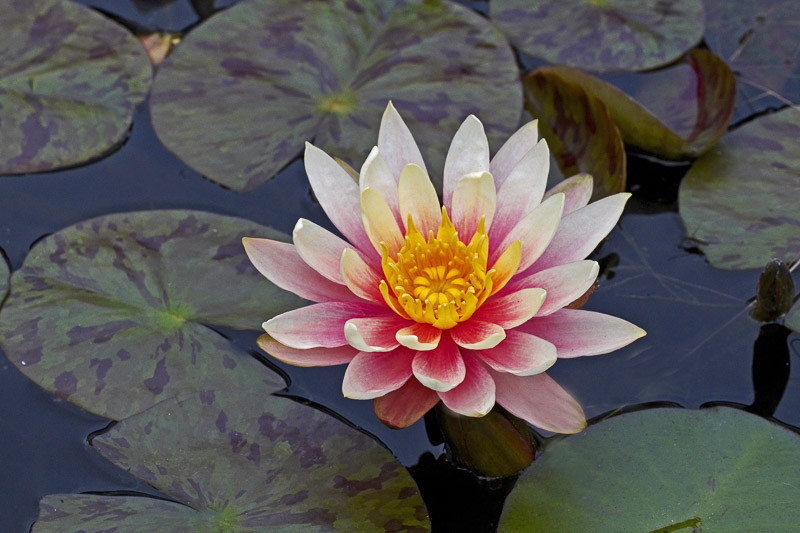 Nymphaea 'Georgia Peach' (Hardy Water Lily)