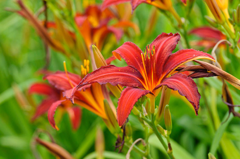Hemerocallis 'Crimson Pirate' (Daylily)