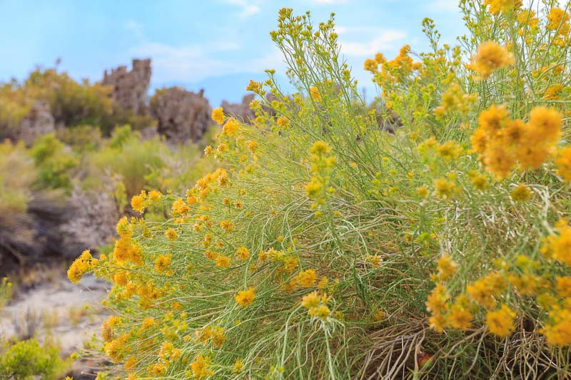 Ericameria nauseosa (Rubber Rabbitbrush)