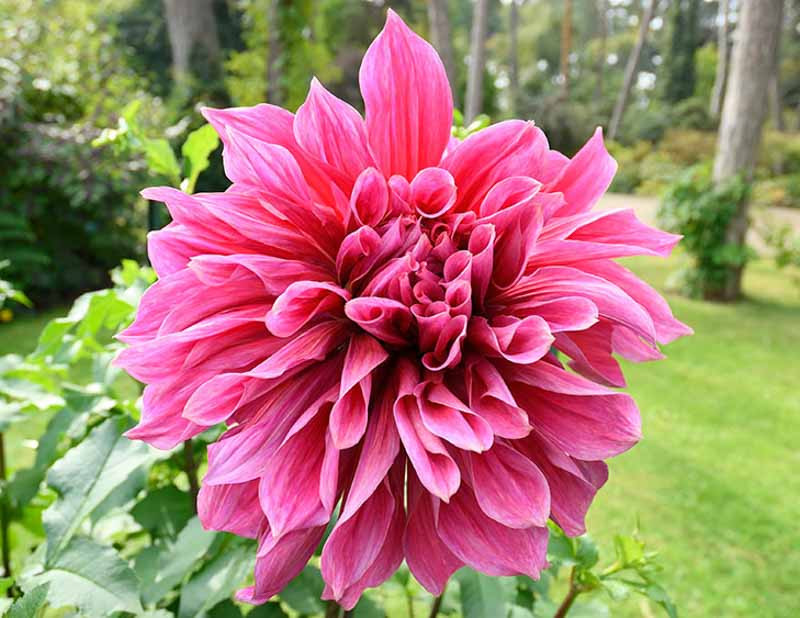 Dahlia 'Emory Paul'