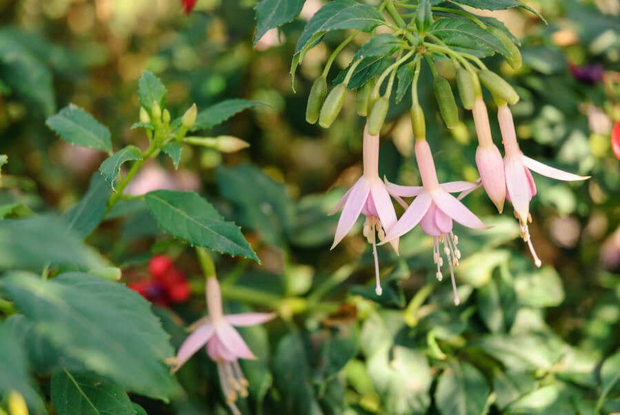 Fuchsia 'Whiteknights Pearl' (Hardy Fuchsia)