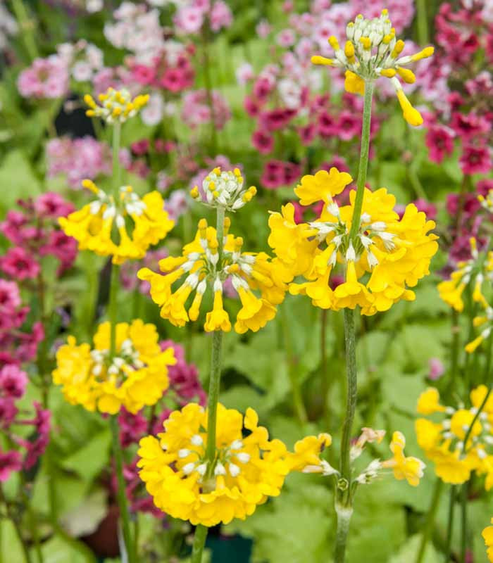 Primula prolifera (Candelabra Primrose)