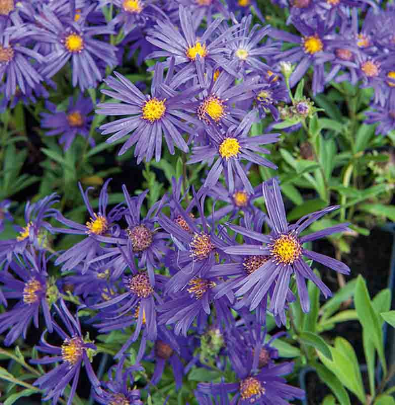 Aster amellus 'Violet Queen' or 'Veilchenkönigin' (Italian Asters)