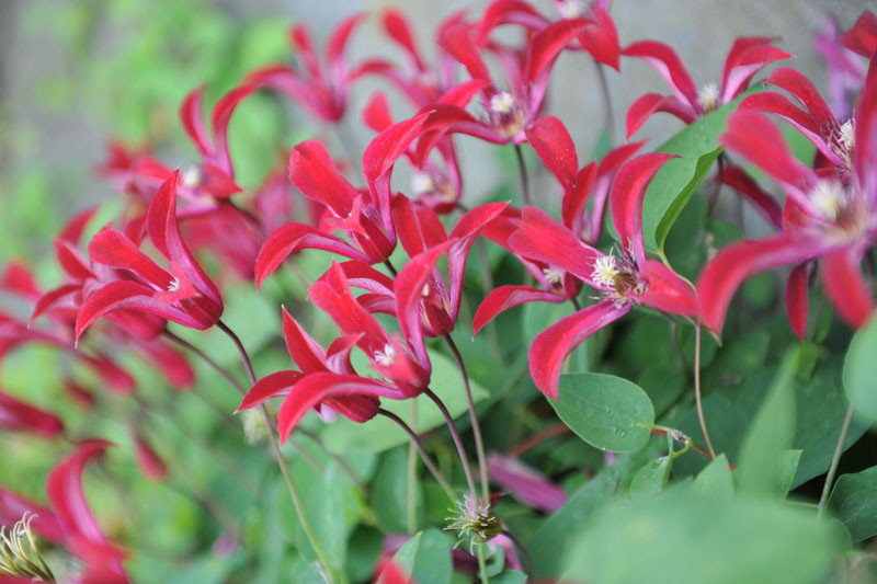 Clematis texensis (Texensis Group)