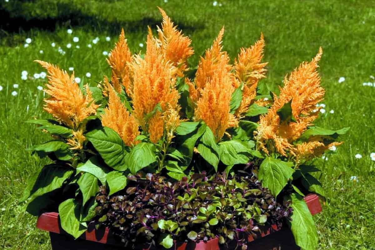 Celosia argentea var. cristata (Plumosa Group) 'Fresh Look Gold'