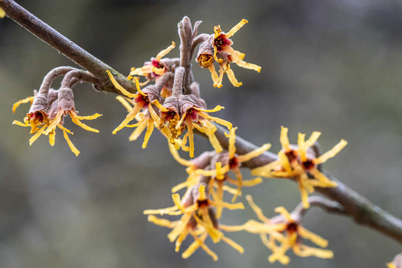 Hamamelis vernalis 'sandra' (Ozark Witch Hazel)