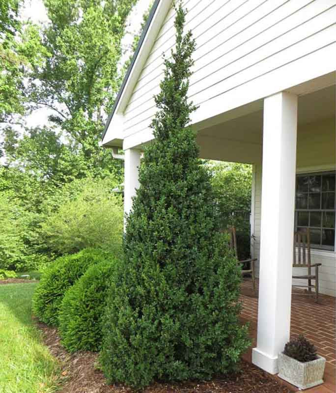 Buxus sempervirens 'Dee Runk' (Boxwood)