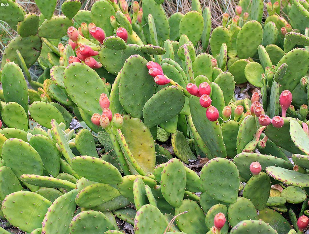 Opuntia humifusa (Eastern Prickly Pear)