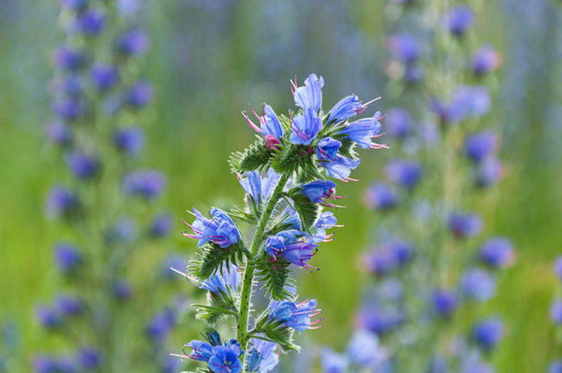 Echium vulgare (Viper's Bugloss )