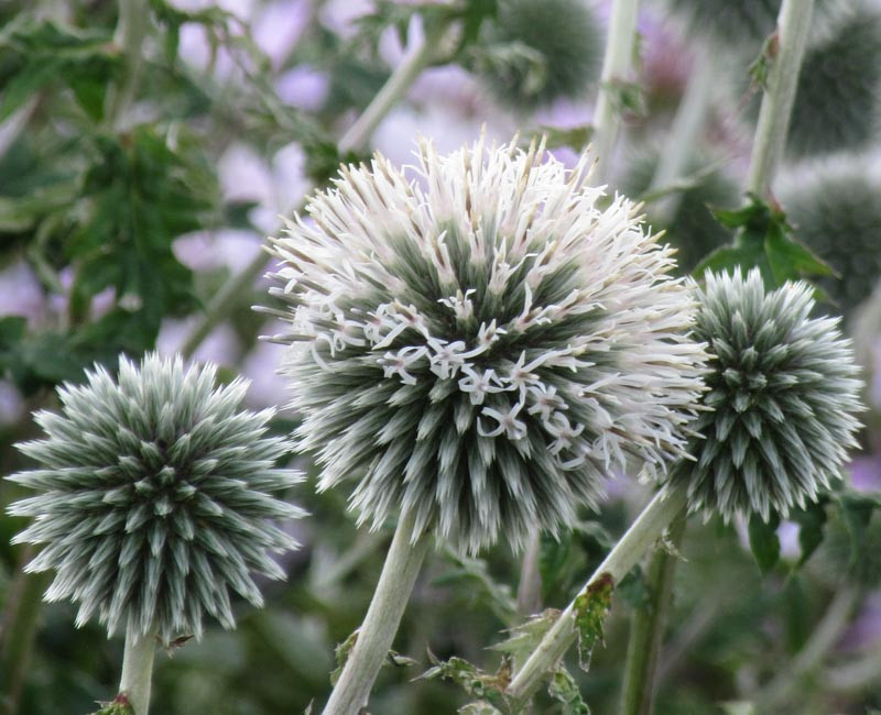 Echinops bannaticus 'Star Frost' (Globe Thistle)