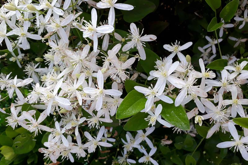 Clematis armandii (Evergreen Group)