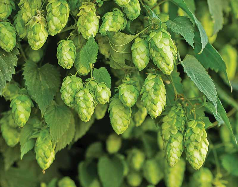 3 Hop Seeds Climbing Hops Humulus Lupulus Floral & Garden Crafts Seeds ...